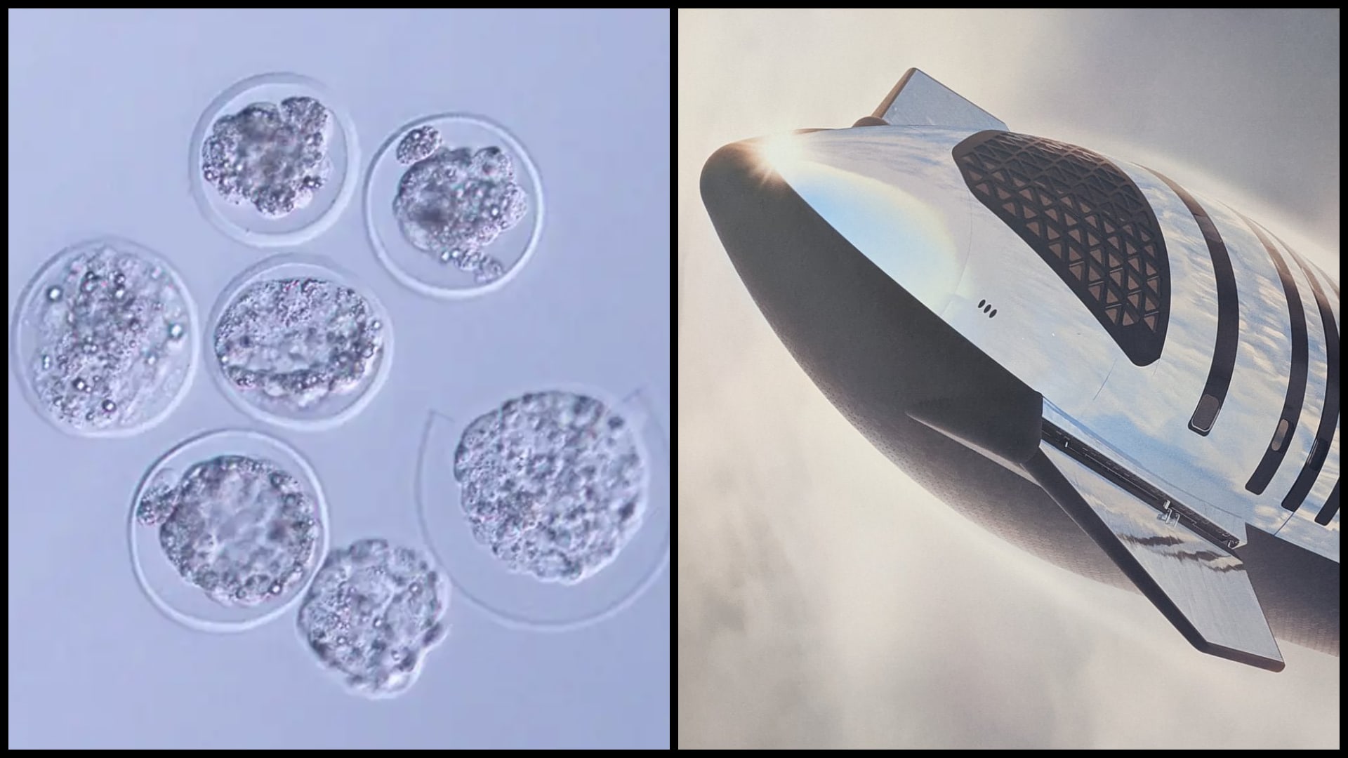 Vo vesmíre po prvý raz vyrástli embryá, vedci hlásia úspech