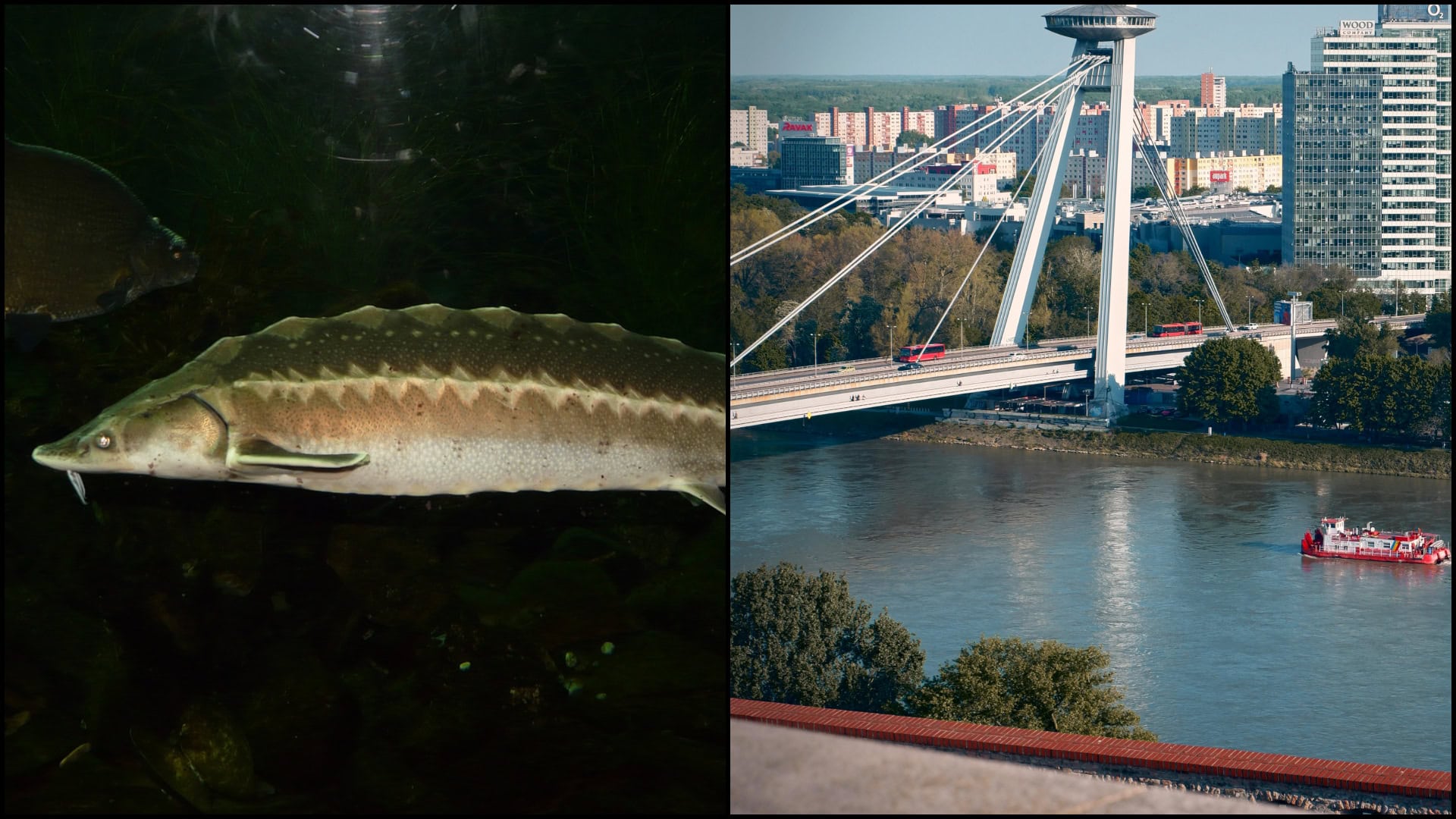 Do Dunaja vypustili stovky pôvodných rýb s vysielačkami