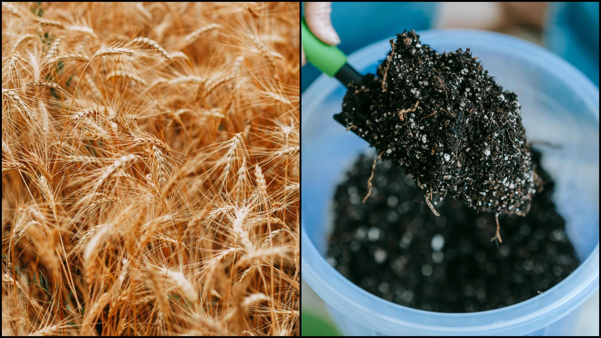 Genetický objav umožňuje plodinám získavať dusík zo vzduchu